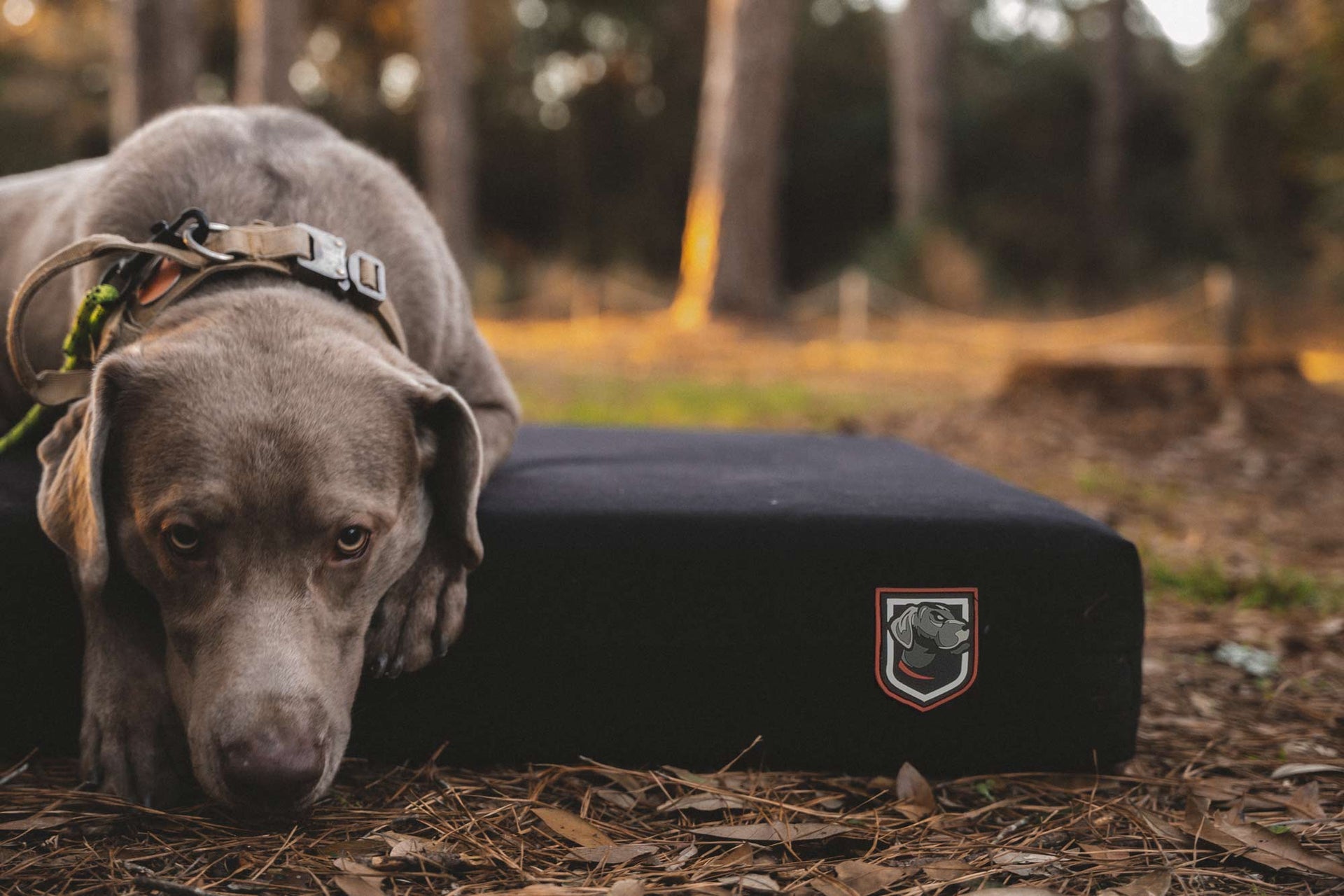 Our Story – Ruff Shield